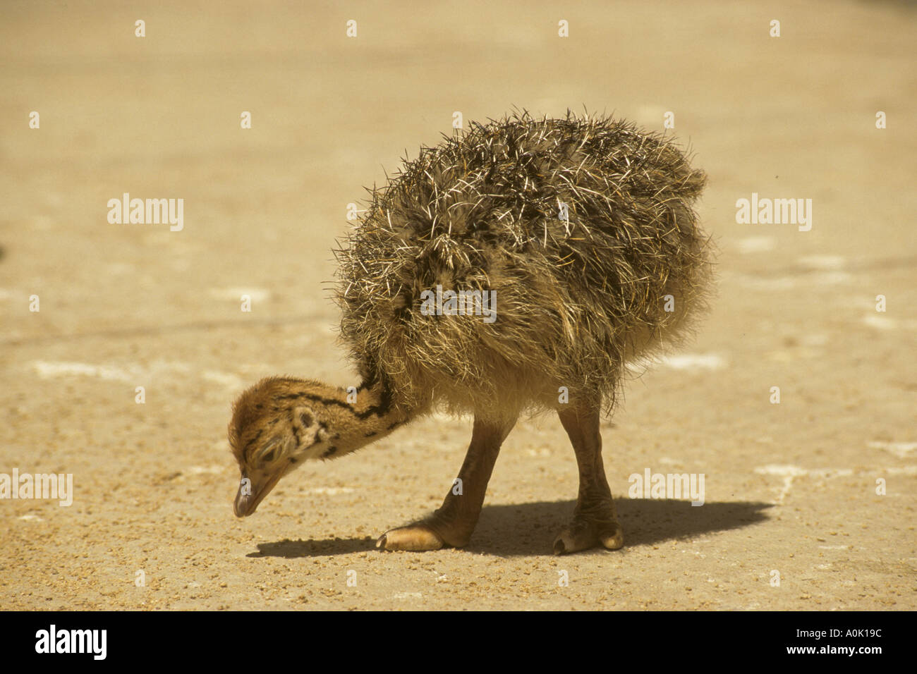 South Africa ostrich chick Stock Photo - Alamy