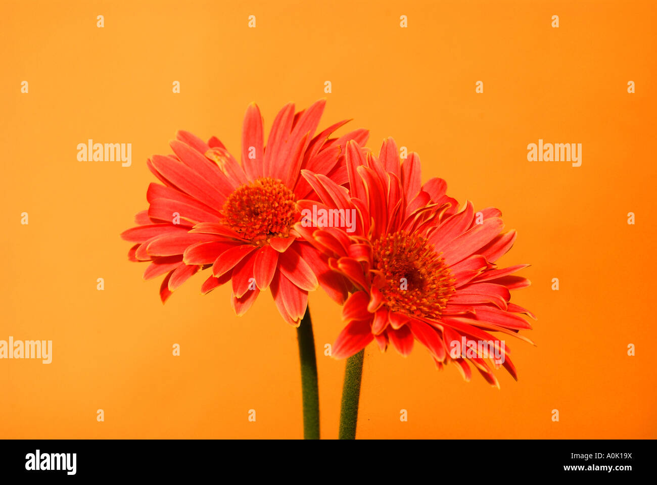 Colorful gerbera daisy family hi-res stock photography and images - Alamy