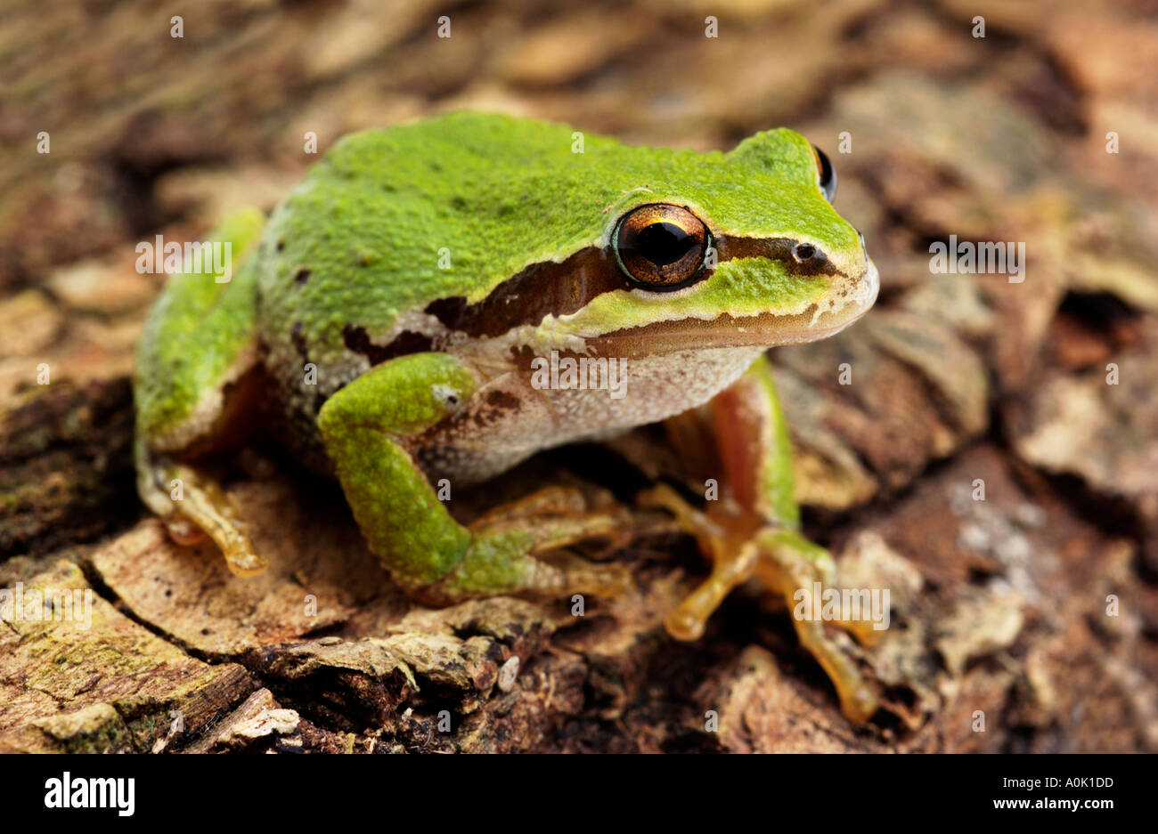 Tree Frog on tree bark Stock Photo - Alamy
