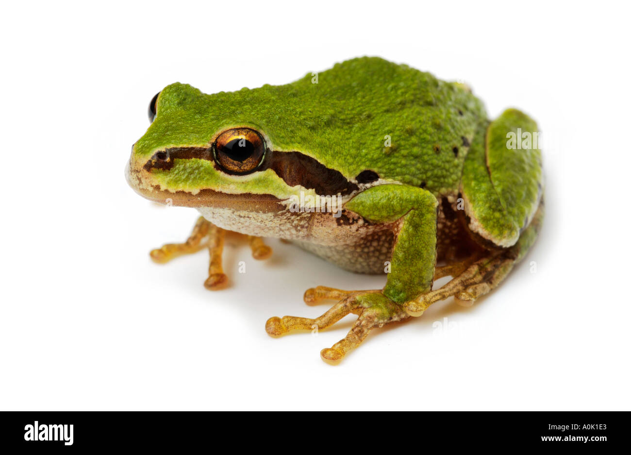 Single frog Cut Out Stock Images & Pictures - Alamy