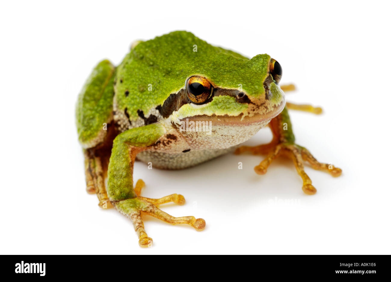 Single frog Cut Out Stock Images & Pictures - Alamy