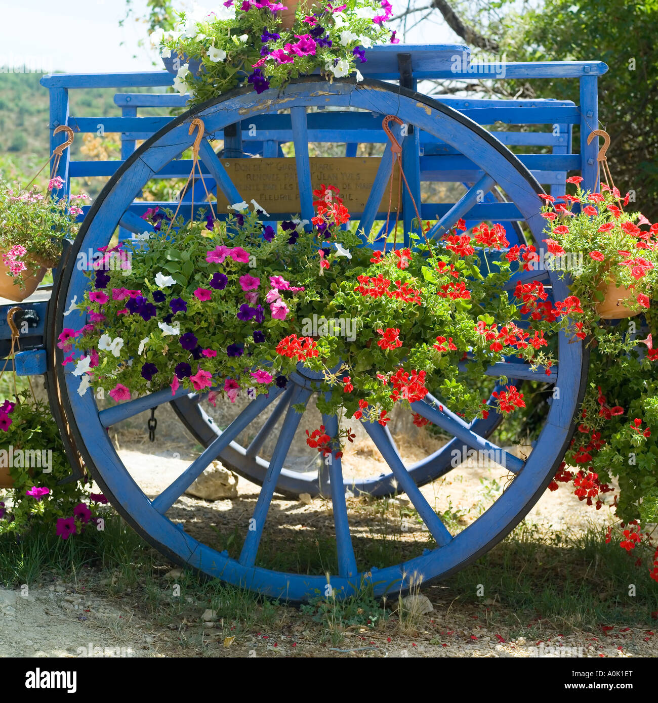 Wheel of an old blue oxcart decorated with pink and red flowers ...