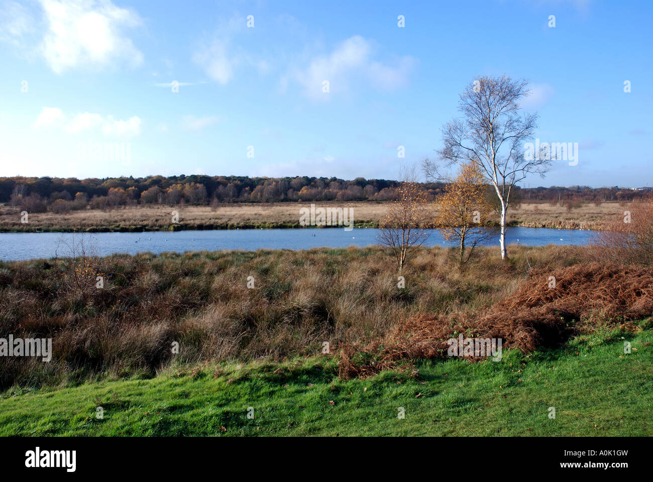 Longmoor Pool in autumn, Sutton Park, Sutton Coldfield, West Midlands ...