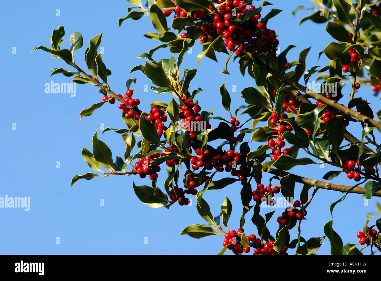 Holly tree with red berries, UK Stock Photo - Alamy