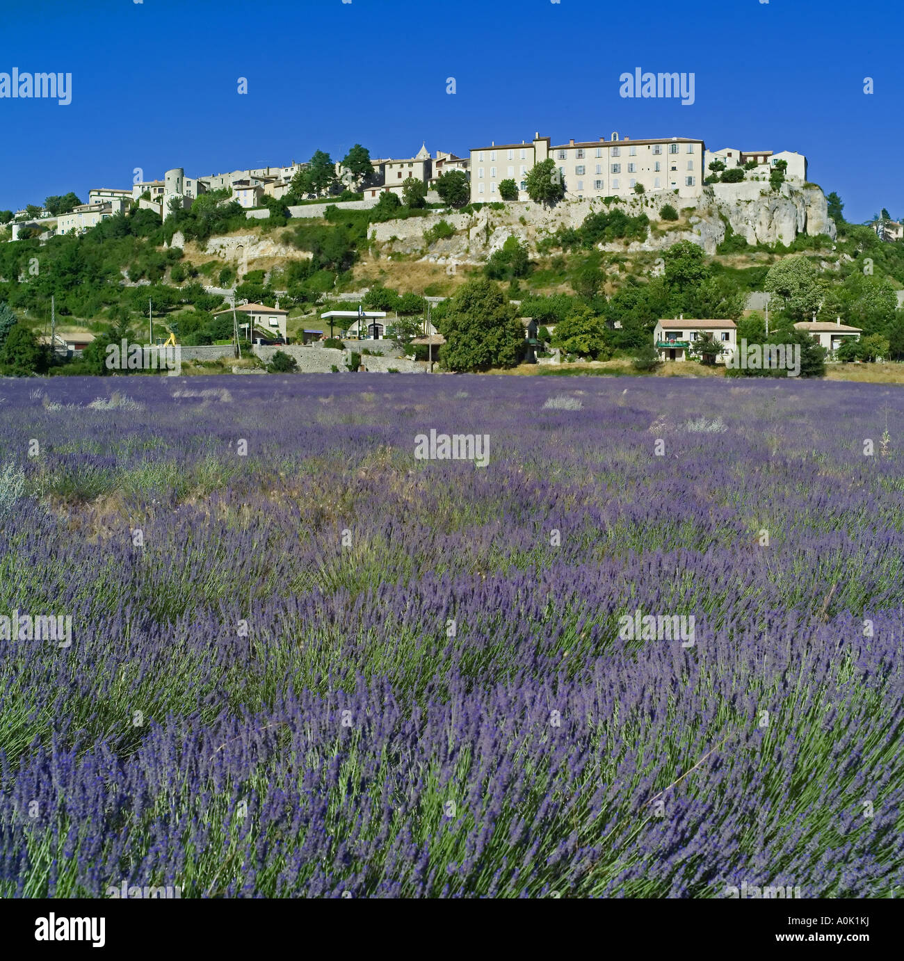 Lavender field in full blossom, Sault hilltop village, Vaucluse ...