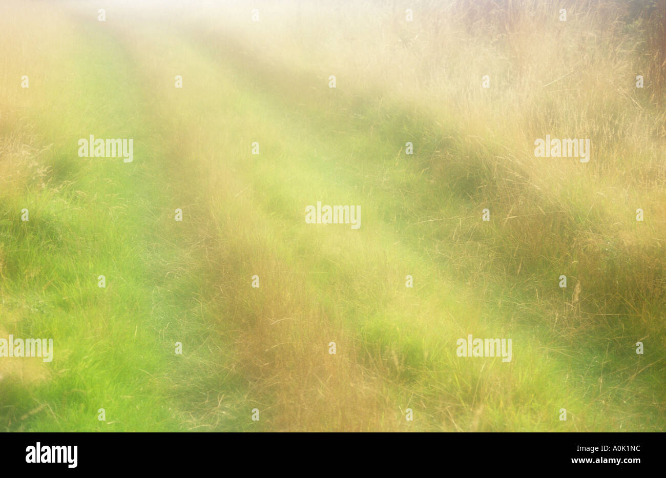 Atmospheric fresh green grass track running between two verges of high ...