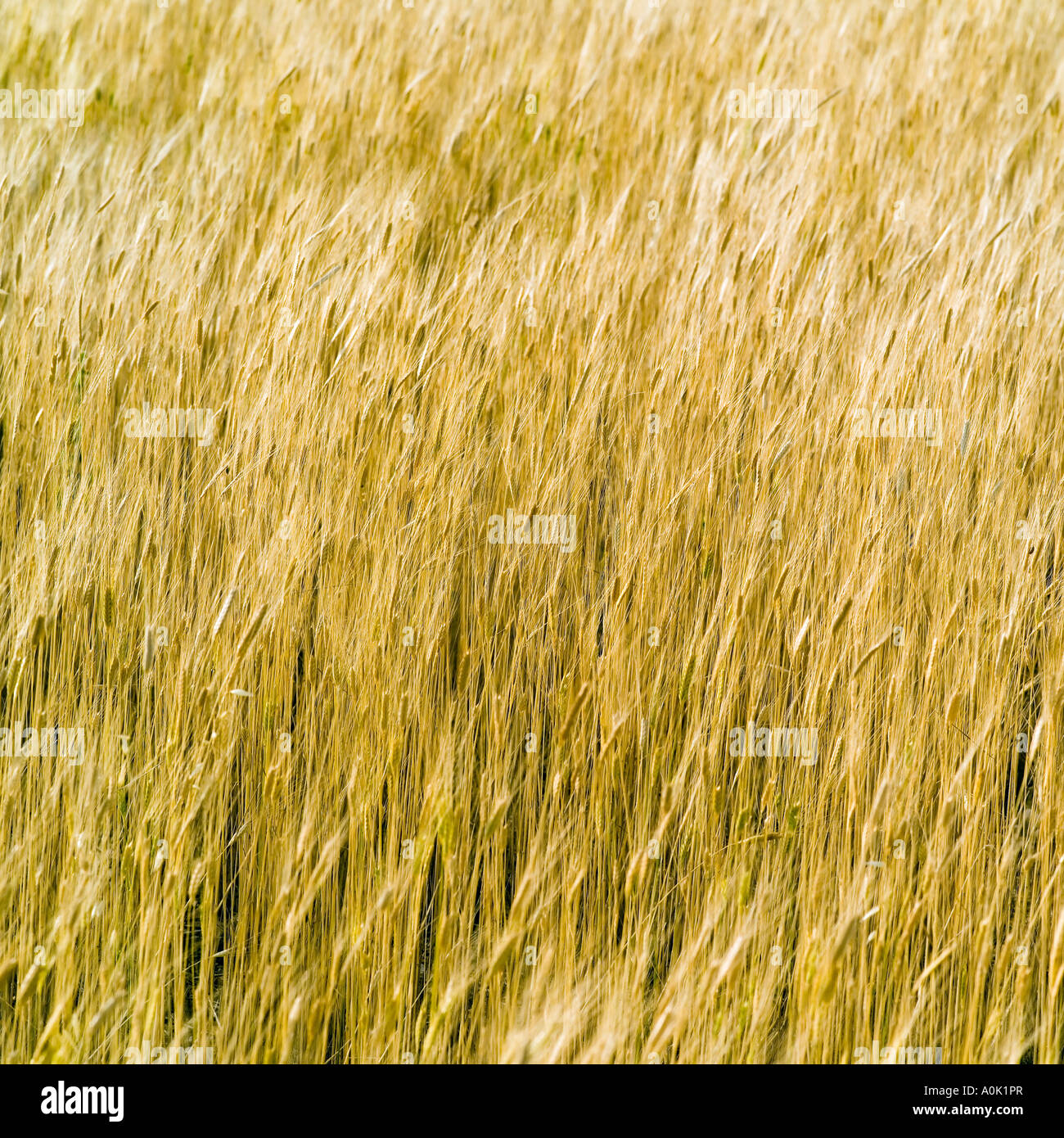 Spelt field, Vaucluse, Provence, France Stock Photo - Alamy