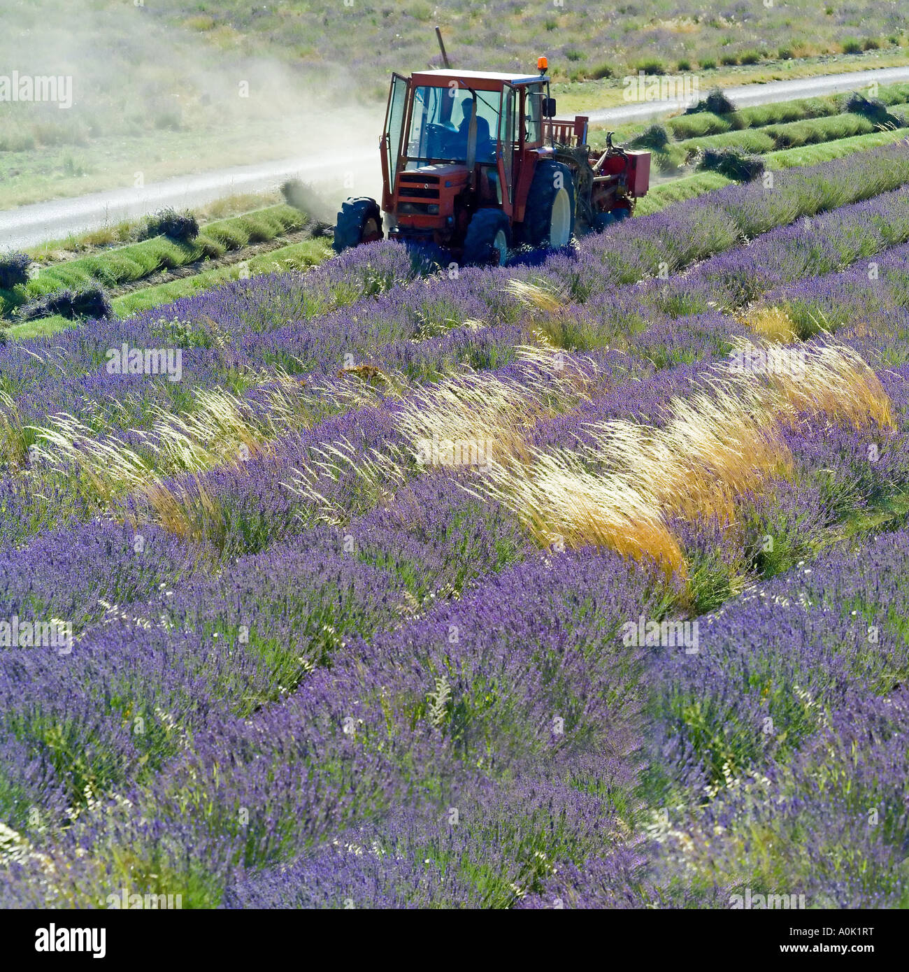 Tractor harvesting a lavender field, Vaucluse, Provence, France Stock ...