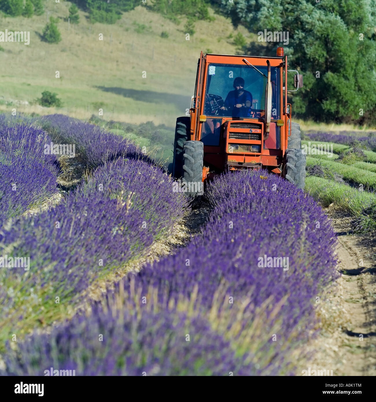 Tractor harvesting a lavender field hi-res stock photography and images ...