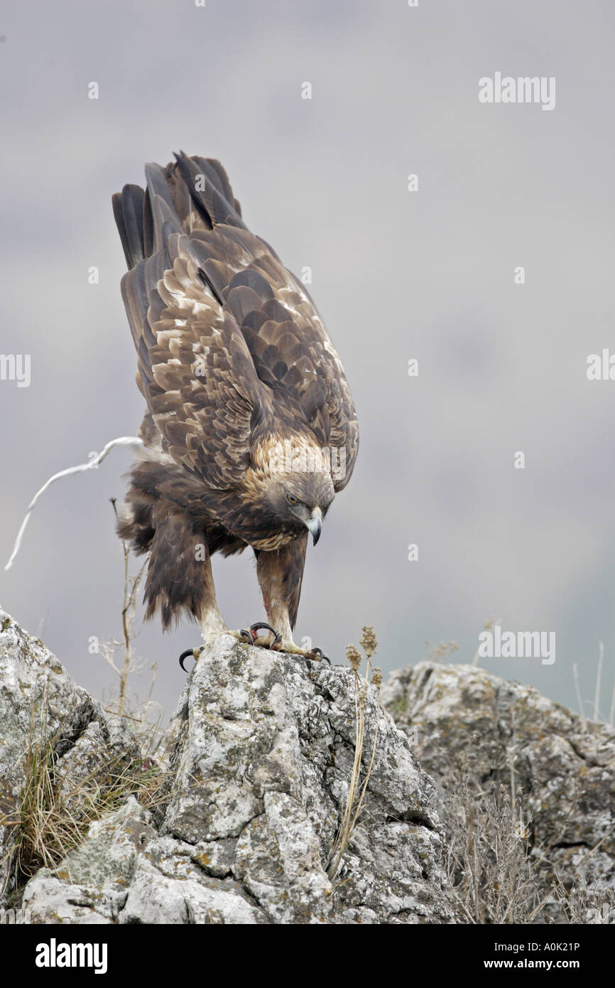 Defecating Bird High Resolution Stock Photography and Images - Alamy