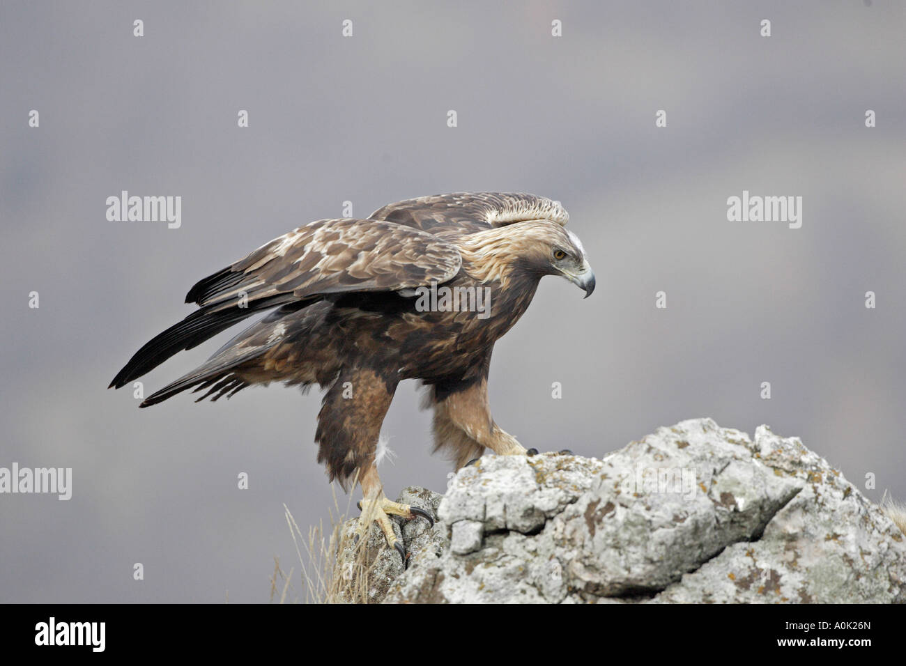 Golden Eagle Landing