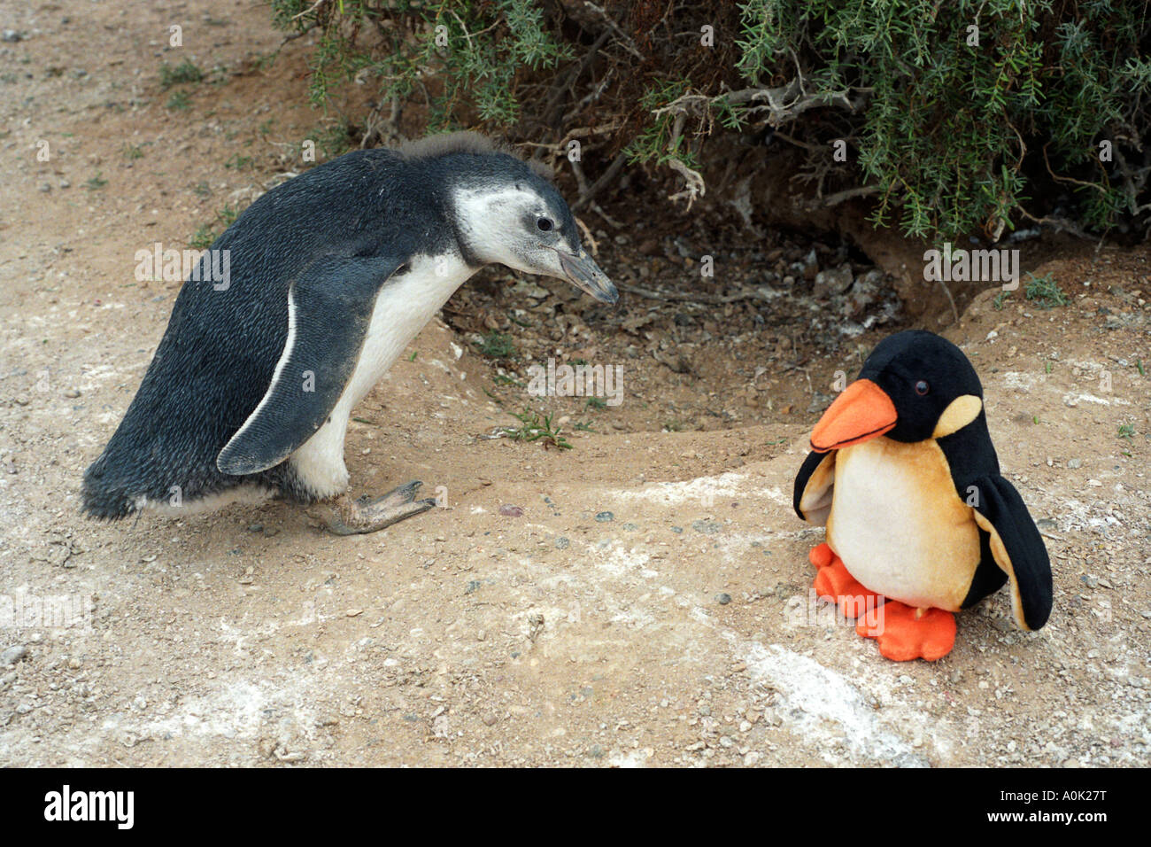 Real penguin hi-res stock photography and images - Alamy