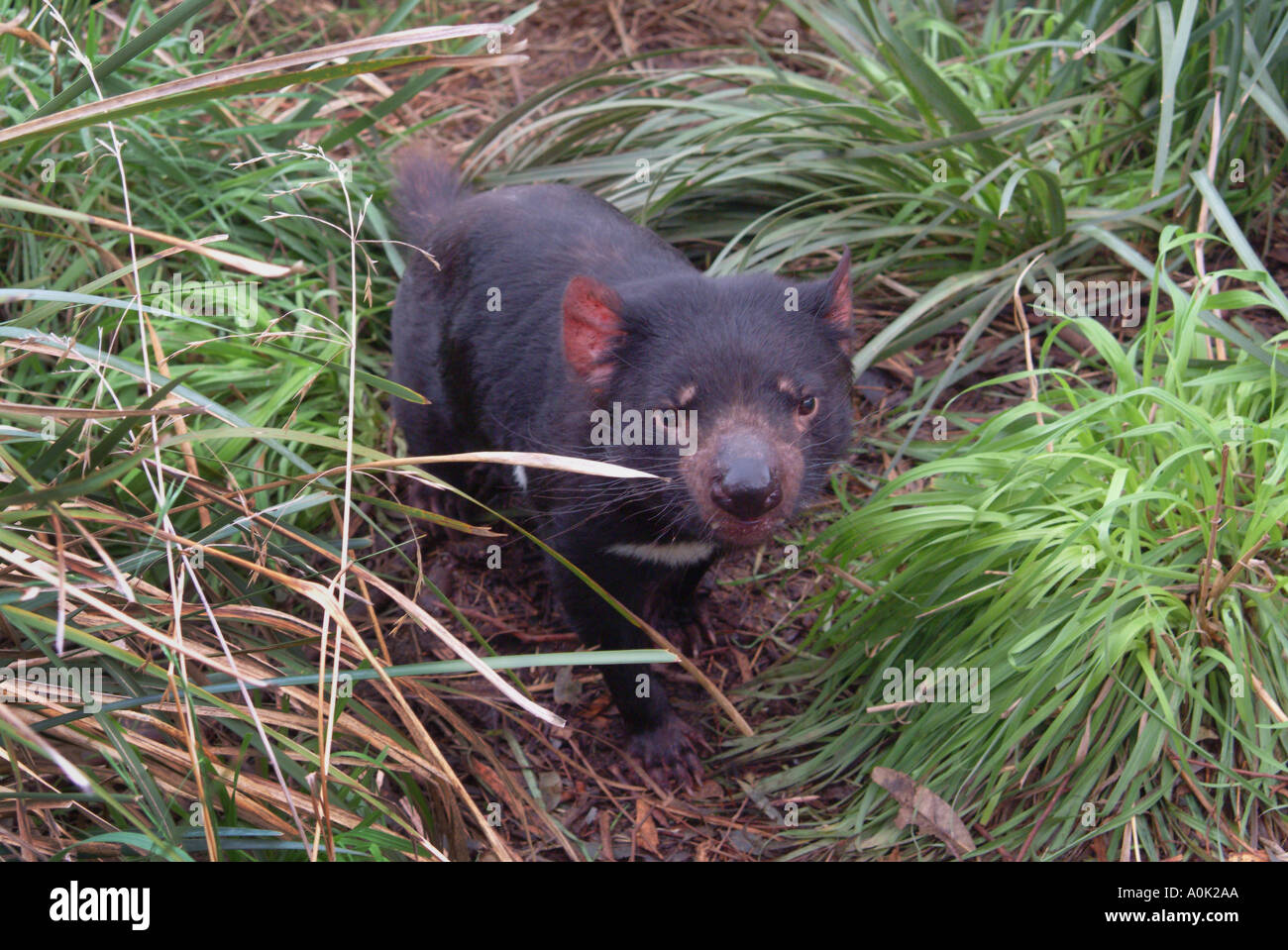 tasmanian-devil-sarcophilus-harrisii-currently-under-threat-from-a