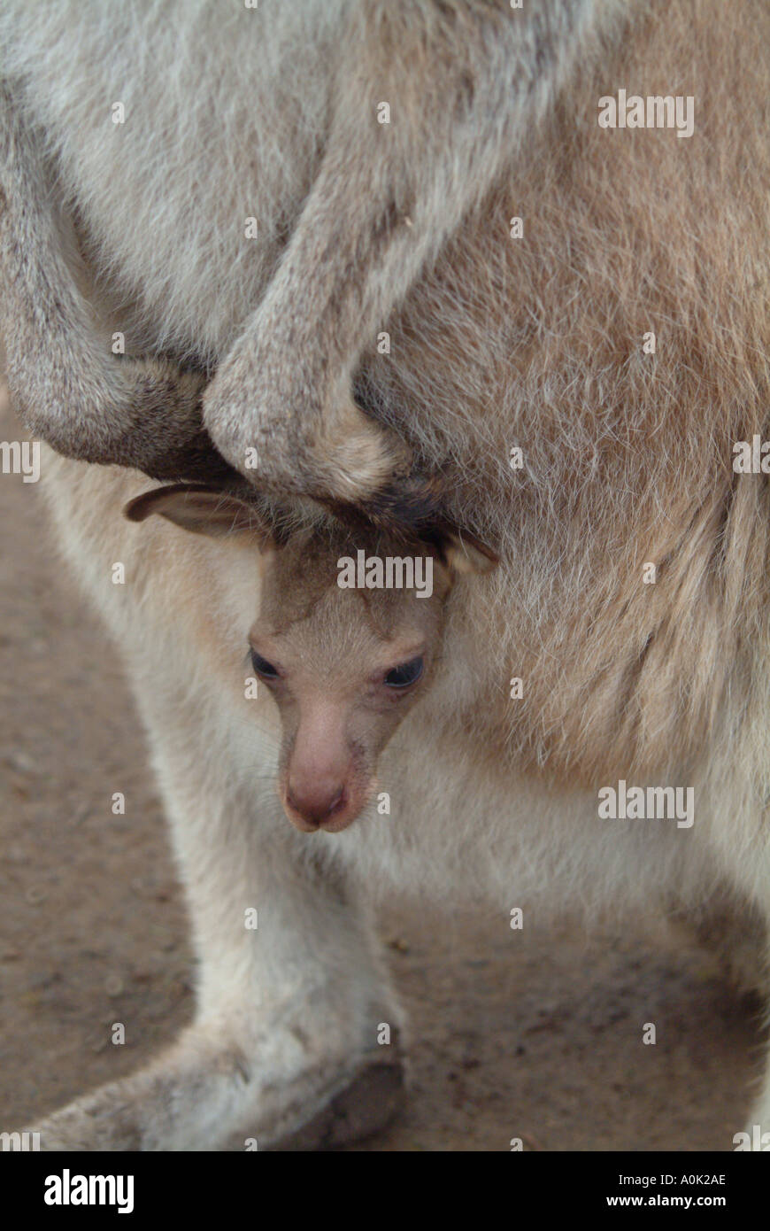 Baby in the pouch hi-res stock photography and images - Alamy