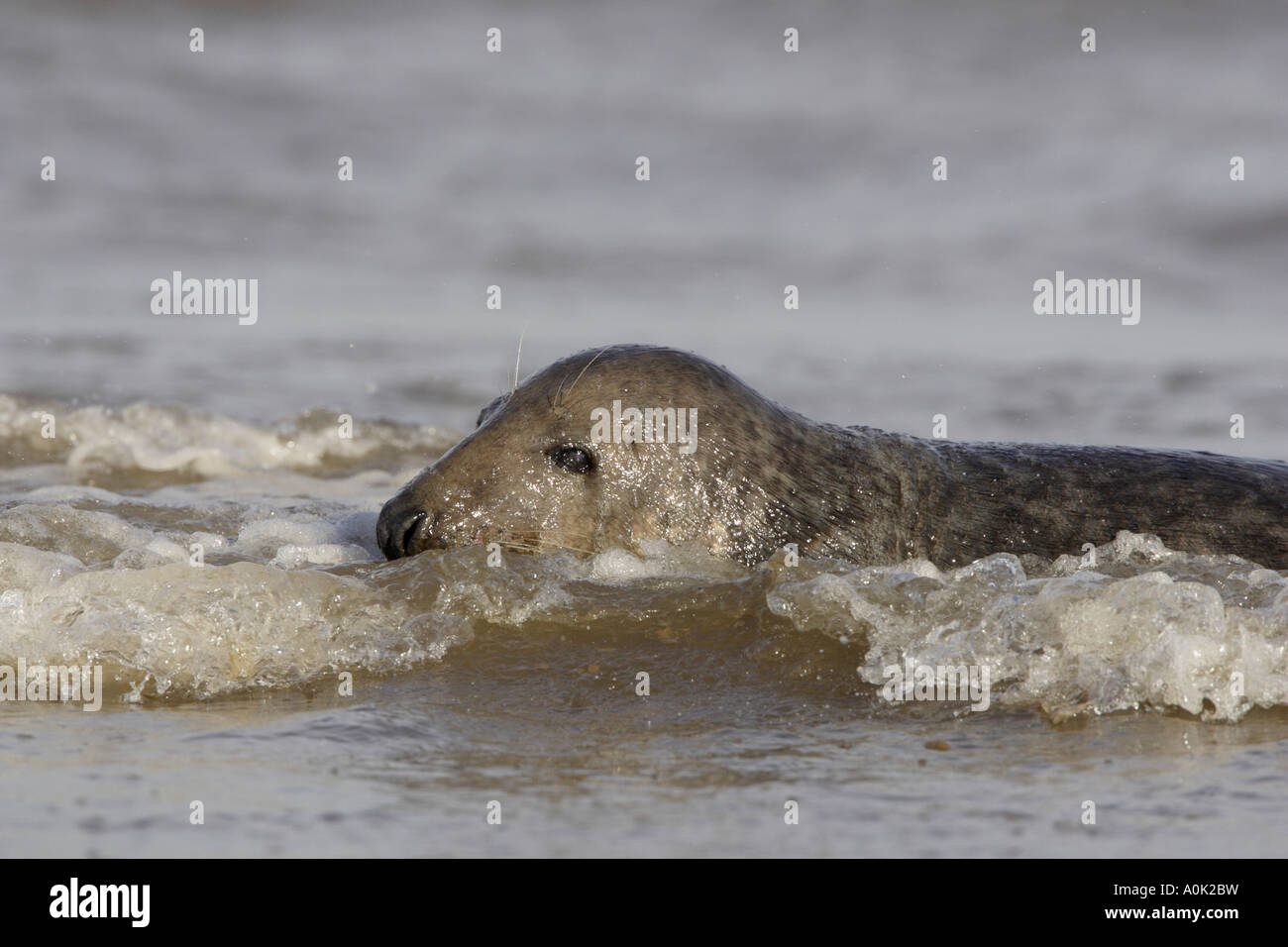 Juvenile Grey Seal in the sea 1 Stock Photo - Alamy
