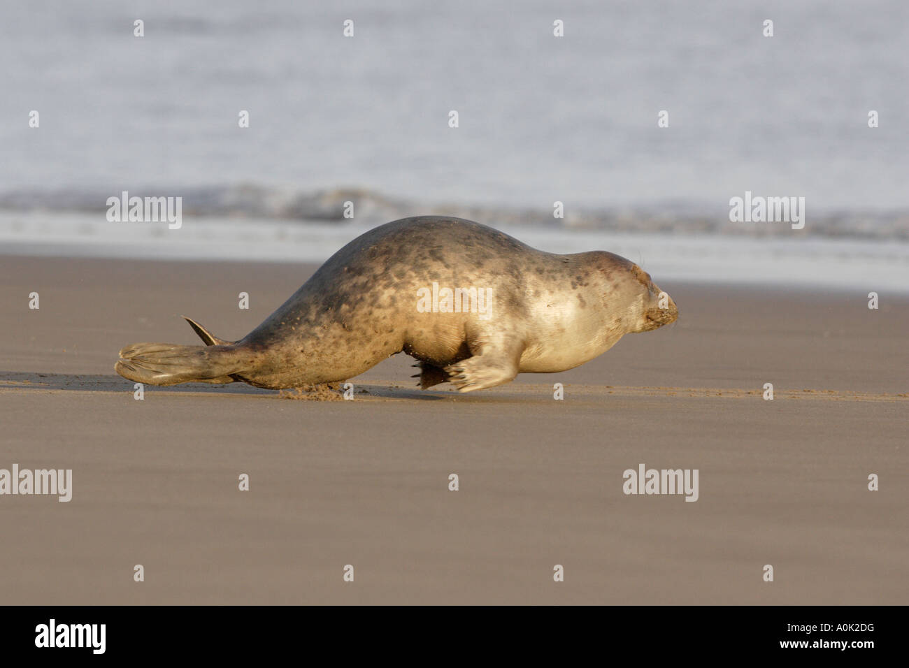 Juvenile Grey Seal Stock Photo - Alamy