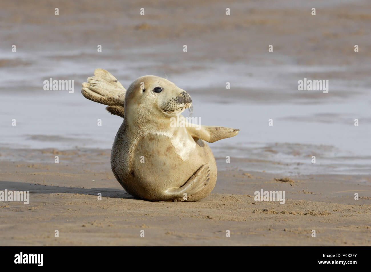 Juvenile Grey Seal on Beach 4 Stock Photo - Alamy