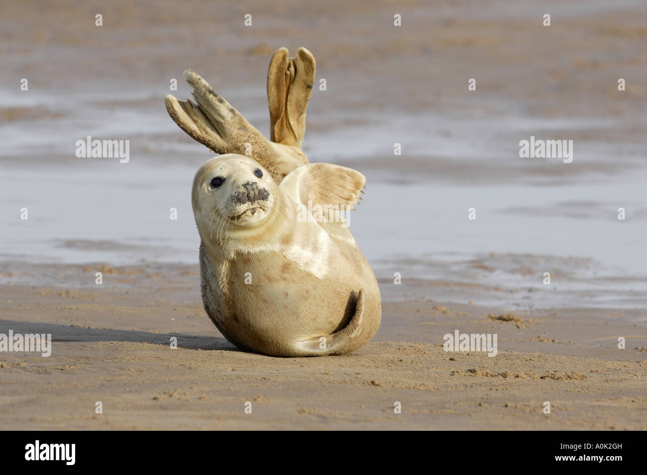 Juvenile Grey Seal on beach 5 Stock Photo - Alamy