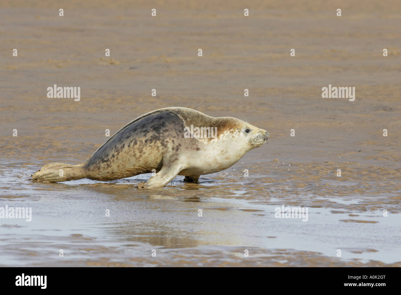 Juvenile Grey Seal crawling across the beach Stock Photo - Alamy