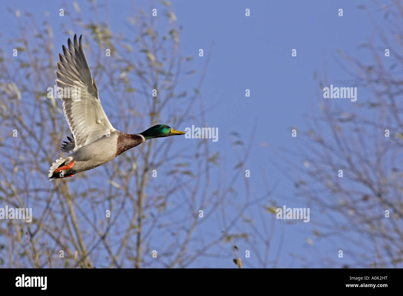 Male Mallard in flight Stock Photo - Alamy