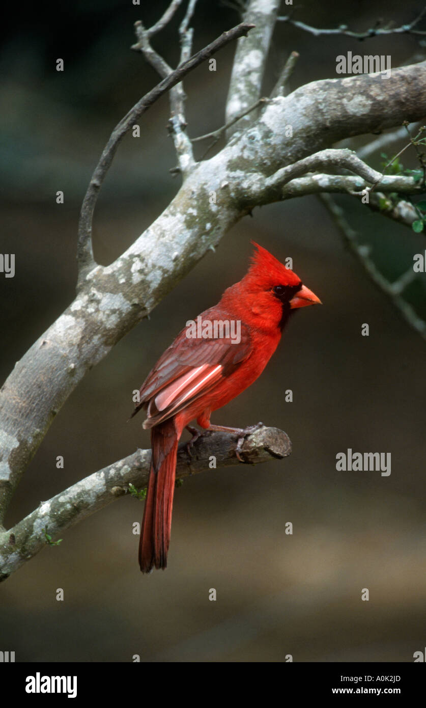 red male cardinal in tree Stock Photo - Alamy