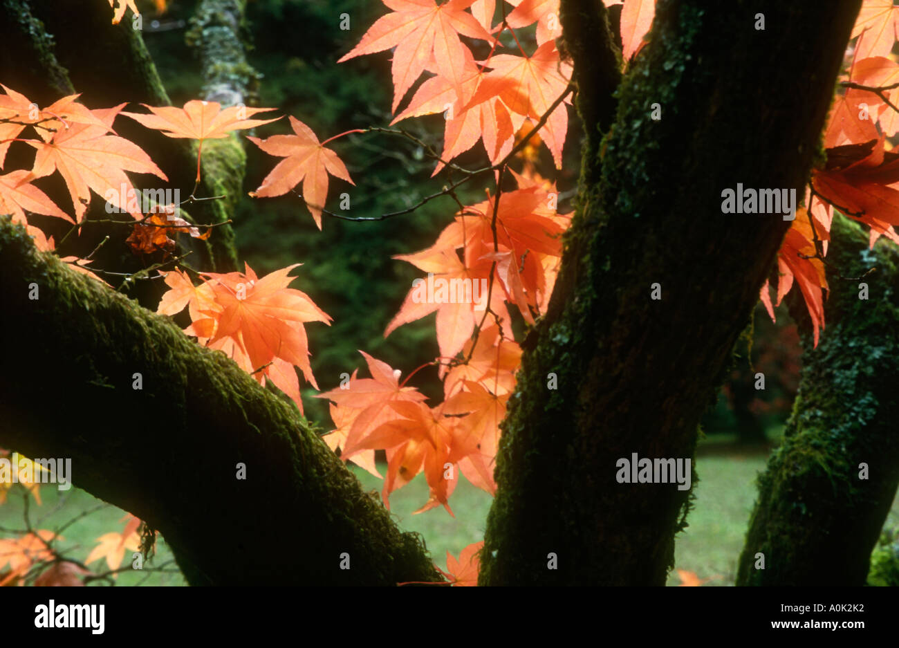 acer trees in autumn Stock Photo - Alamy