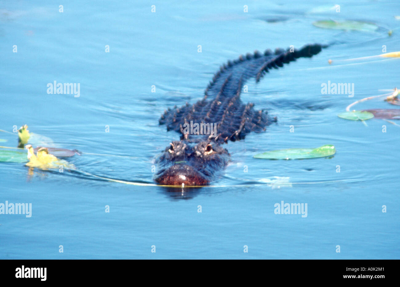 american alligator swimming Stock Photo - Alamy