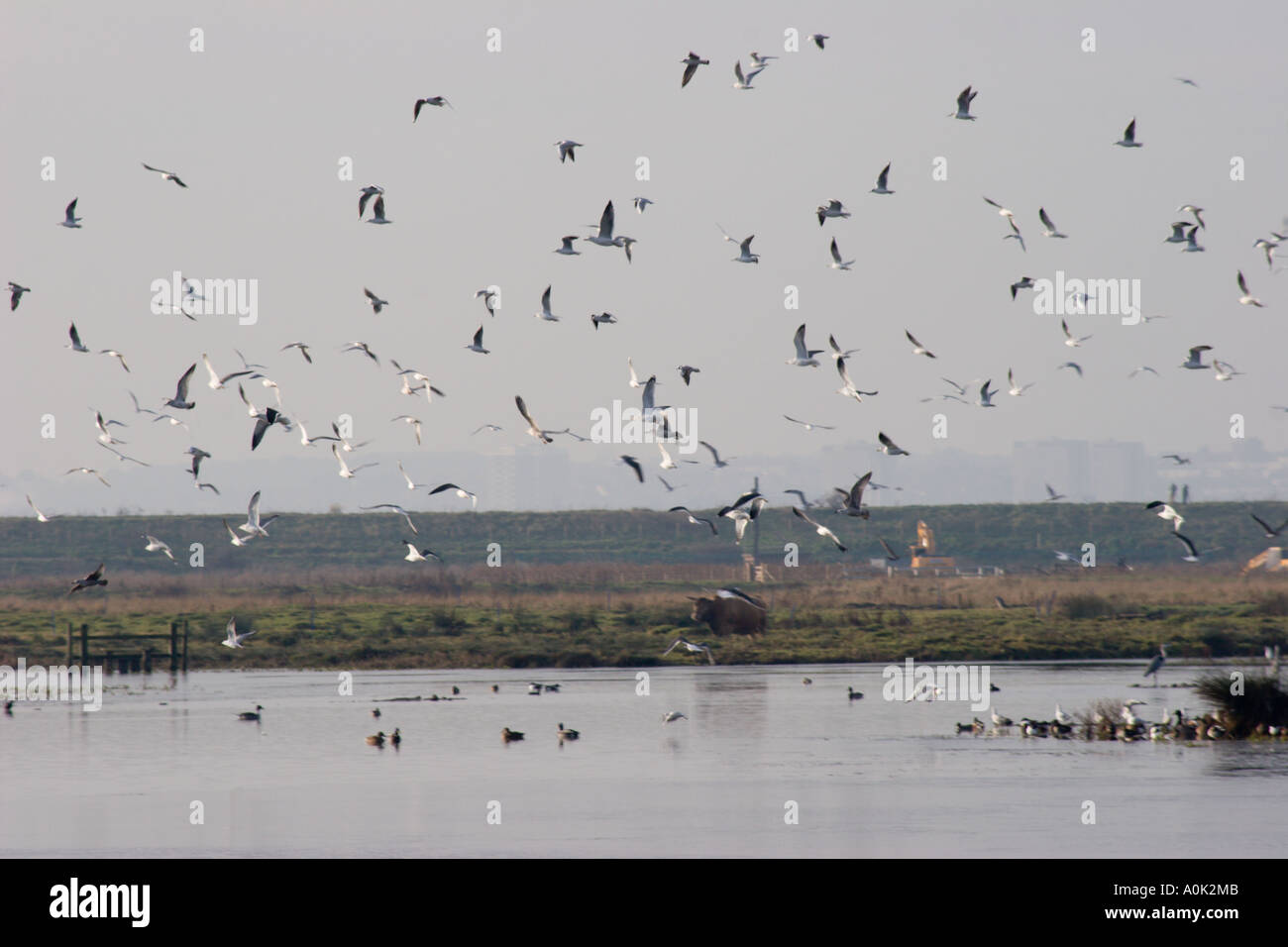 Birds flying across lake hi-res stock photography and images - Alamy