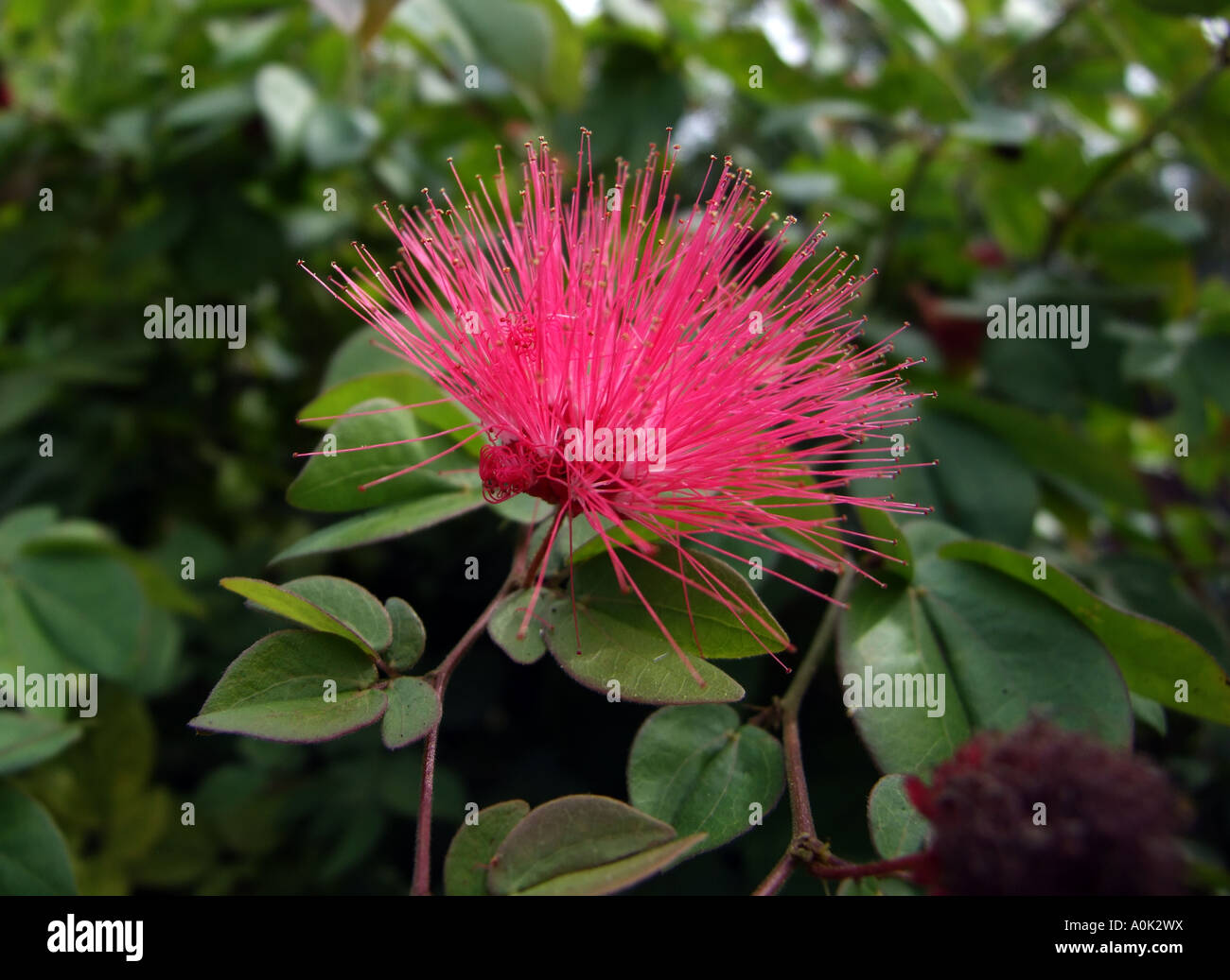 Calliandra emarginata hi-res stock photography and images - Alamy