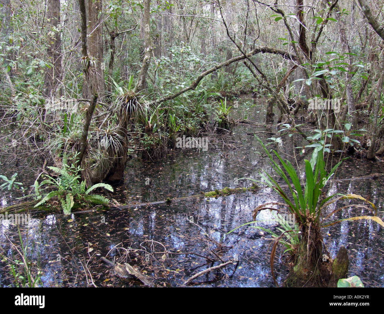 Swamp. Florida USA Stock Photo - Alamy