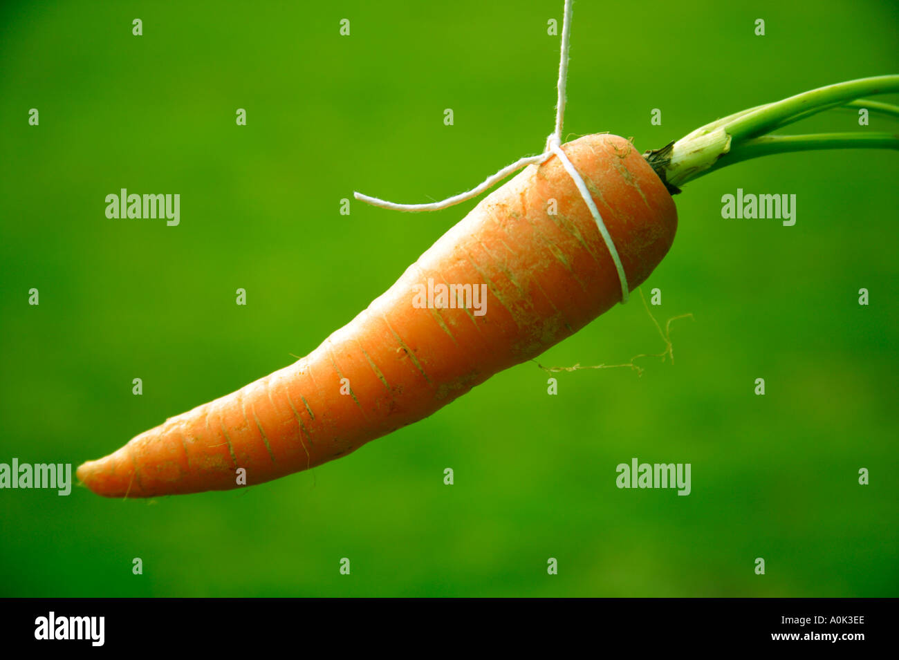 Dangling A Carrot Stock Photos & Dangling A Carrot Stock Images - Alamy