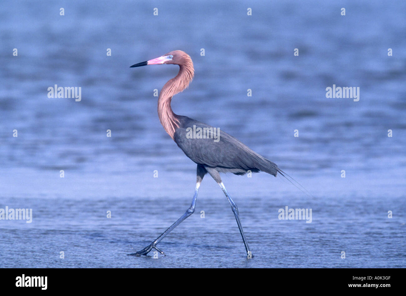 Reddish Egret in sea Stock Photo - Alamy