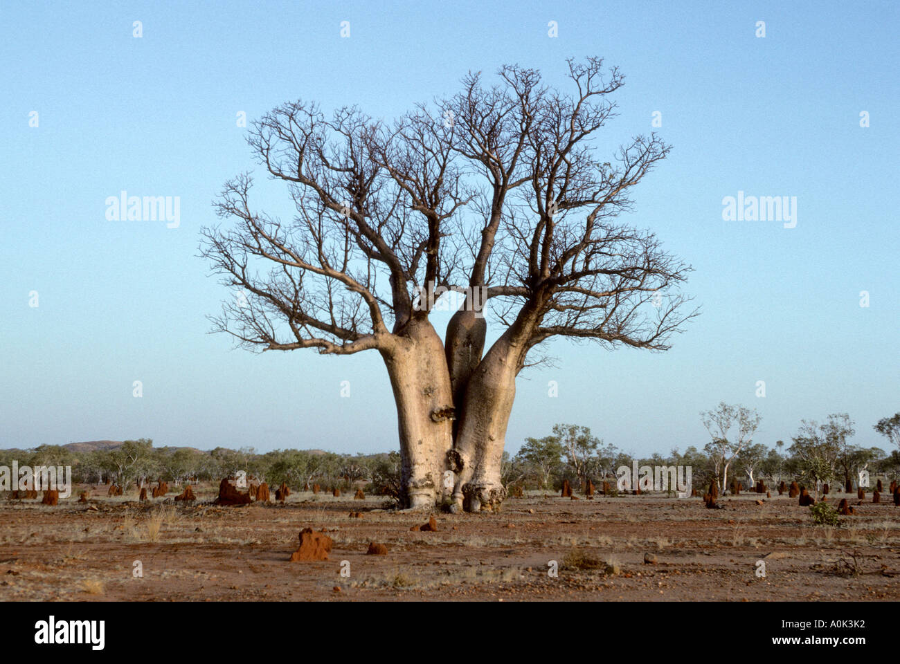 Giant boab tree hi-res stock photography and images - Alamy