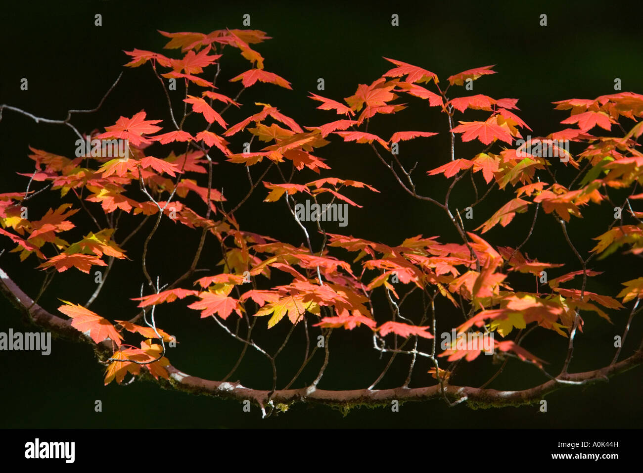 Vine Maple color Stock Photo - Alamy