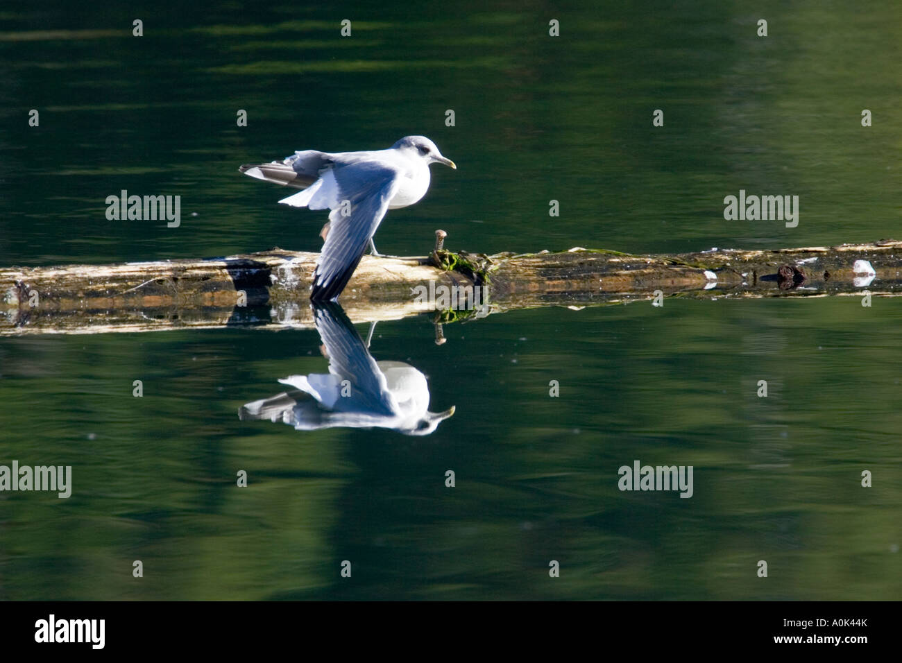 7th inning Stretch Stock Photo - Alamy