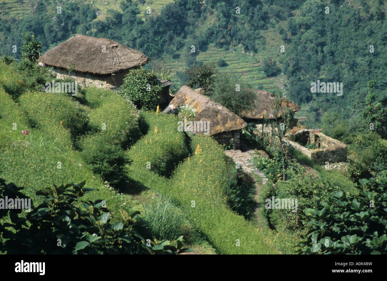A farm in the lower Himalayas, Nepal Stock Photo - Alamy
