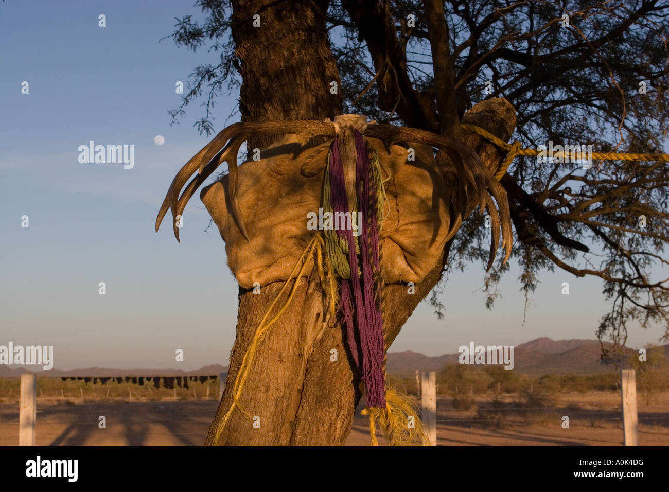 moonrise and antlers Stock Photo - Alamy