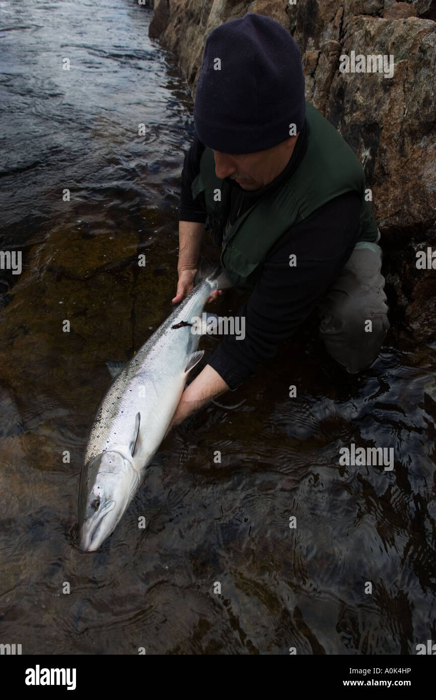 Atlantic salmon reserve russia hi-res stock photography and images - Alamy