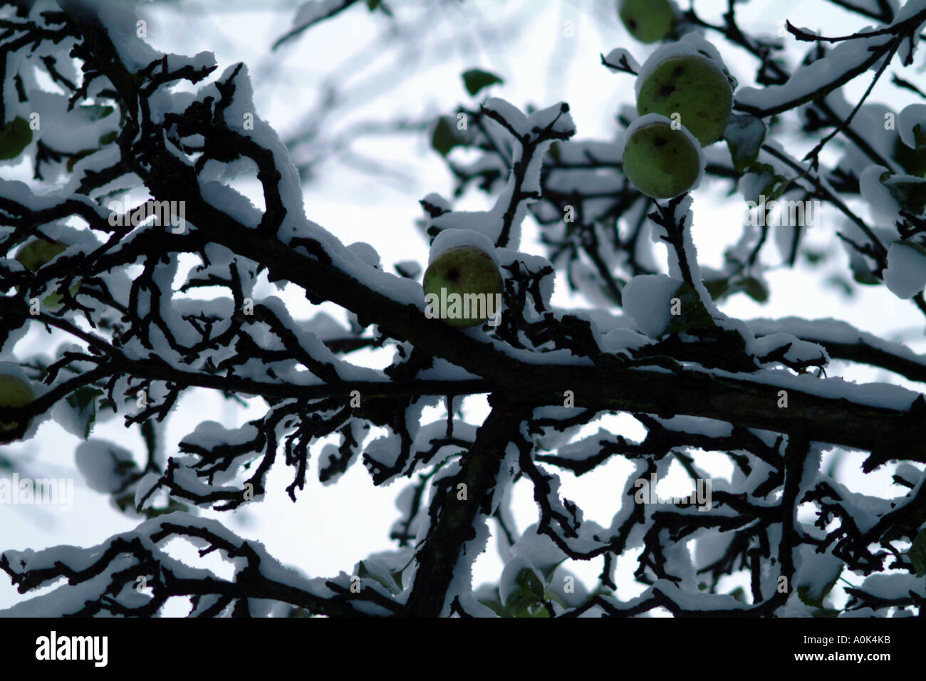 snow apple tree detail plant nature natural winter wintry cold freeze ...