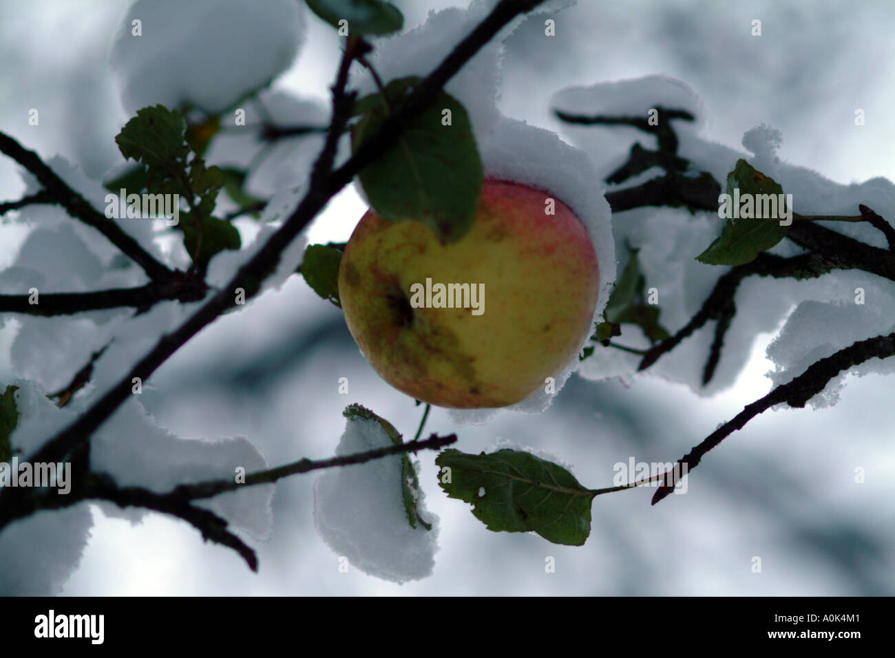 snow apple tree detail plant nature natural winter wintry cold freeze ...