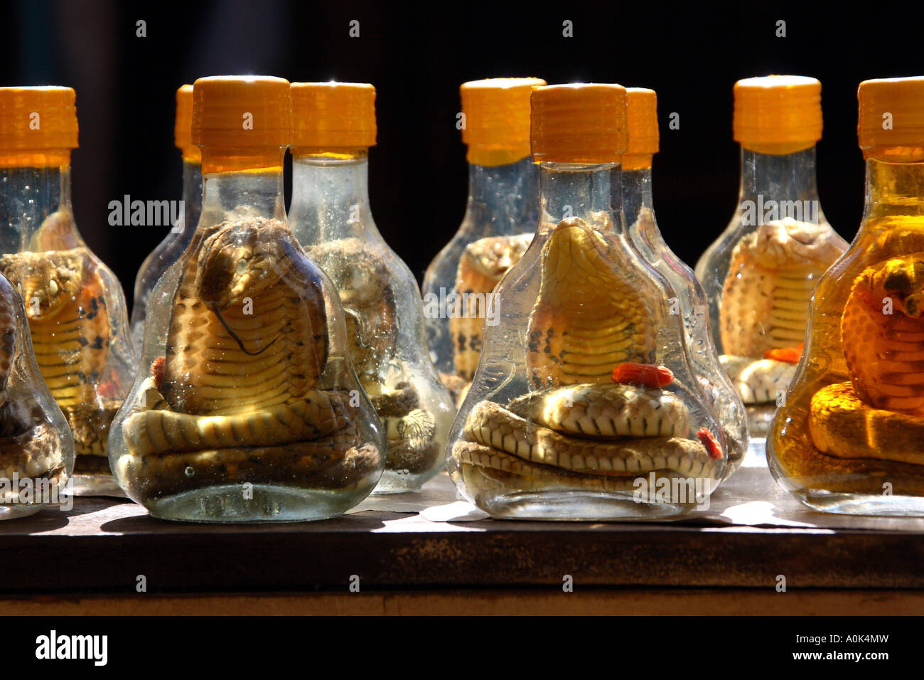 Snakes in bottles hi-res stock photography and images - Alamy