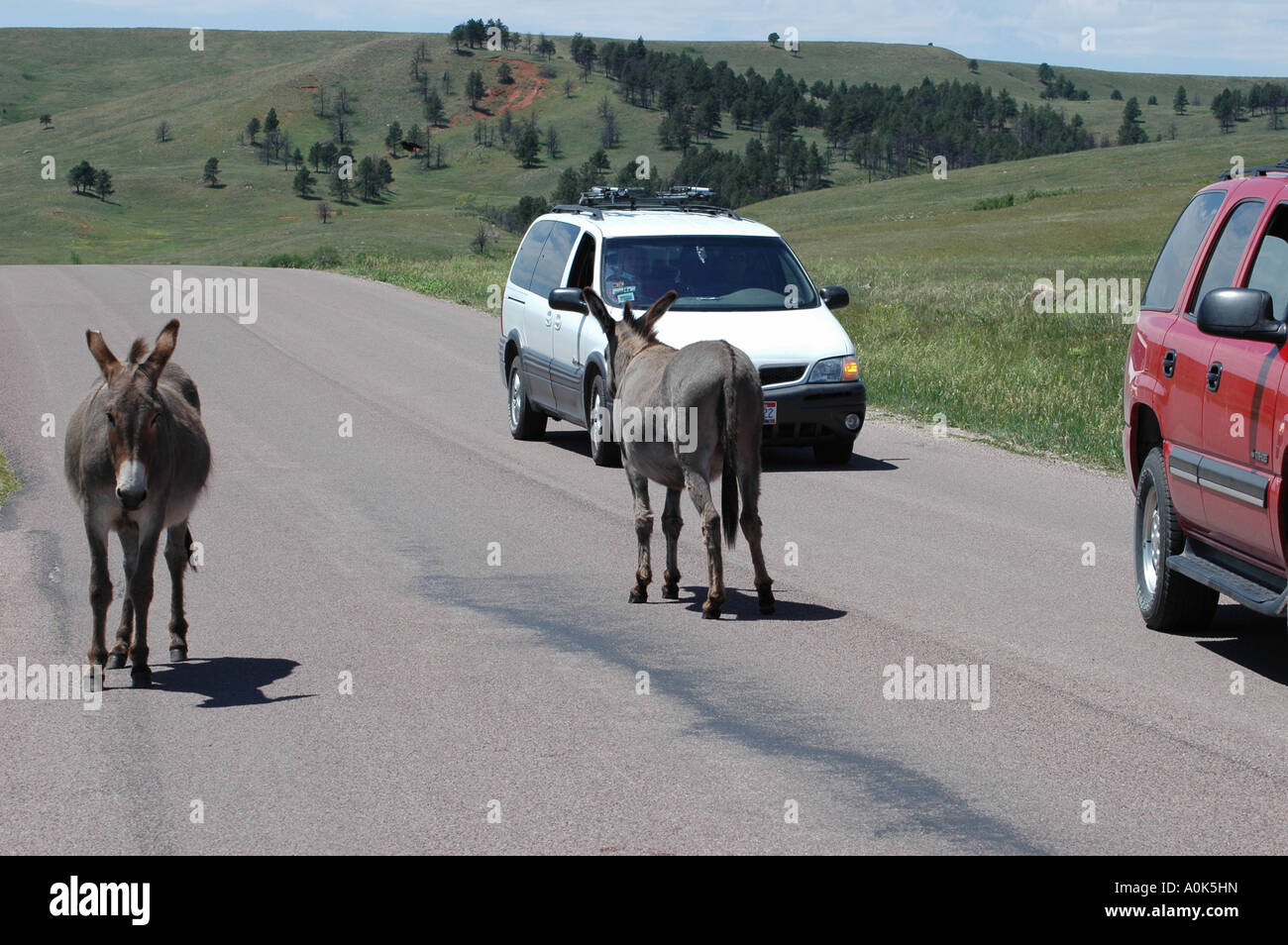 P31 172 Custer State Park SD - Wildlife Loop - Begging Burros Stock ...