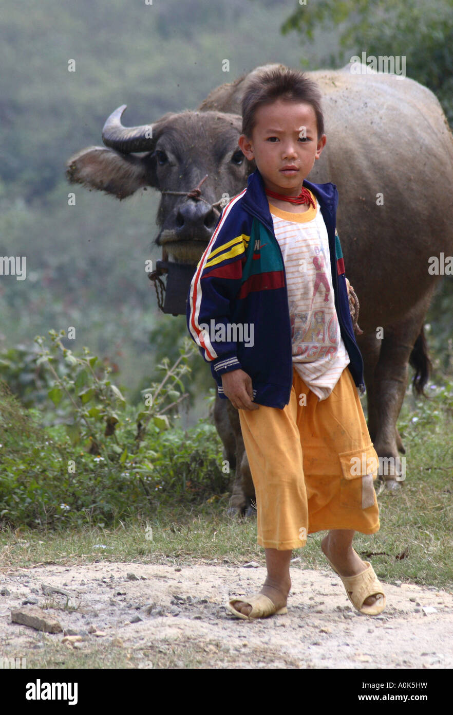 A Vietnamese boy leading a water buffalo in the Hoa Binh province ...