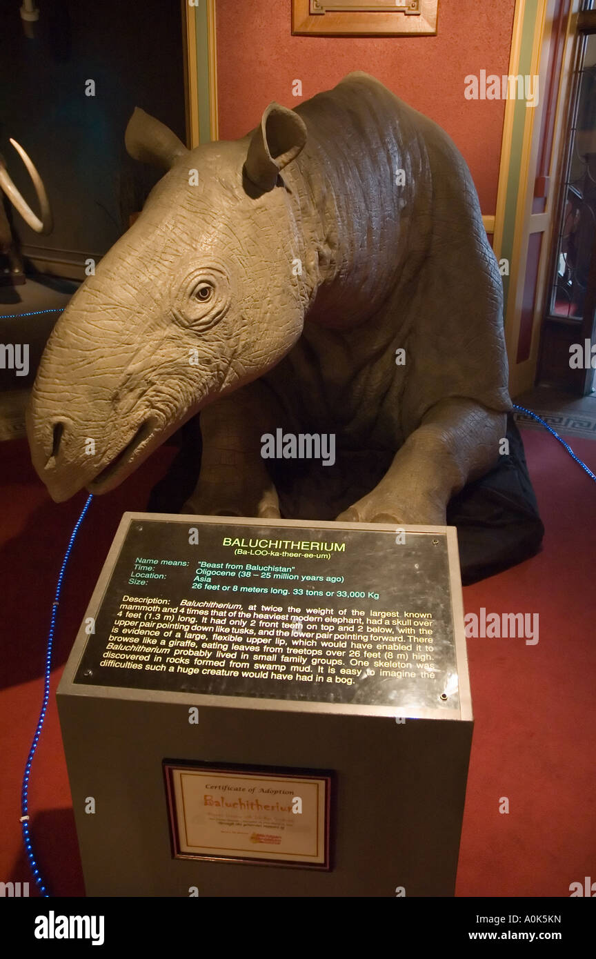 Baluchitherium hi-res stock photography and images - Alamy