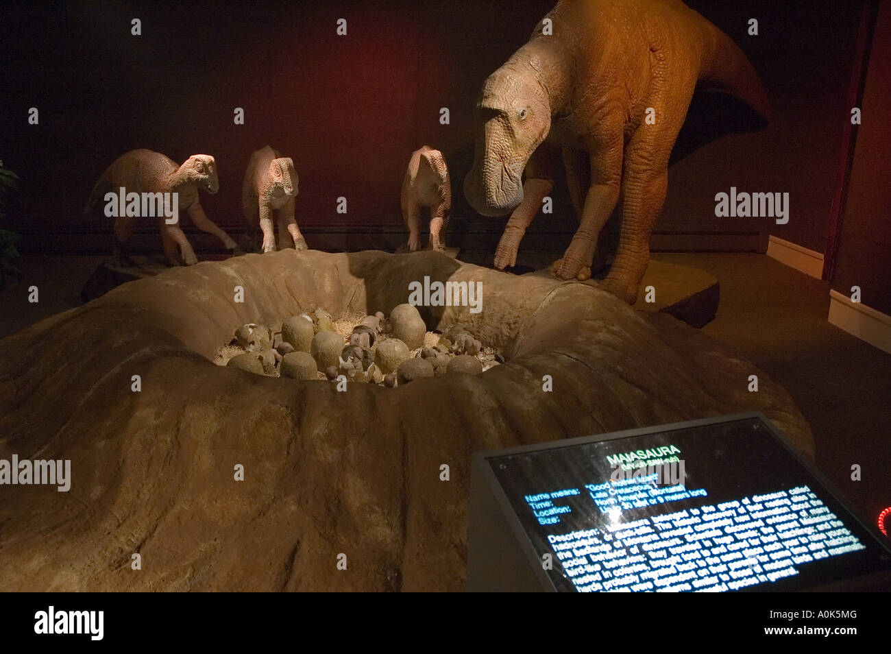 P31 192 Maiasaura Nest Hatch Animatronic Diarama 2 at Dinosaur Museum ...