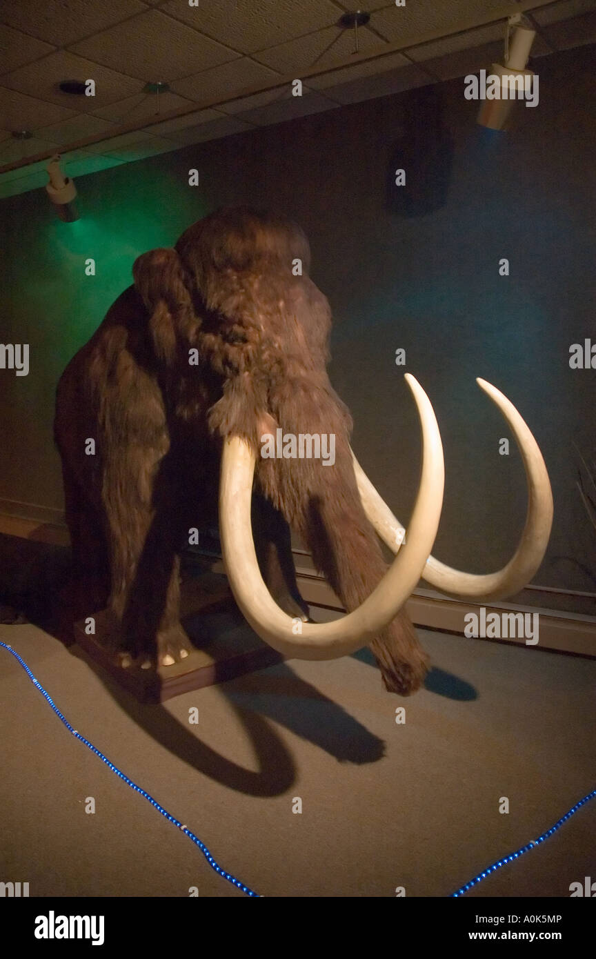 P31 197 Wooly Mammoth at Dinosaur Museum Port Huron Michigan Stock ...