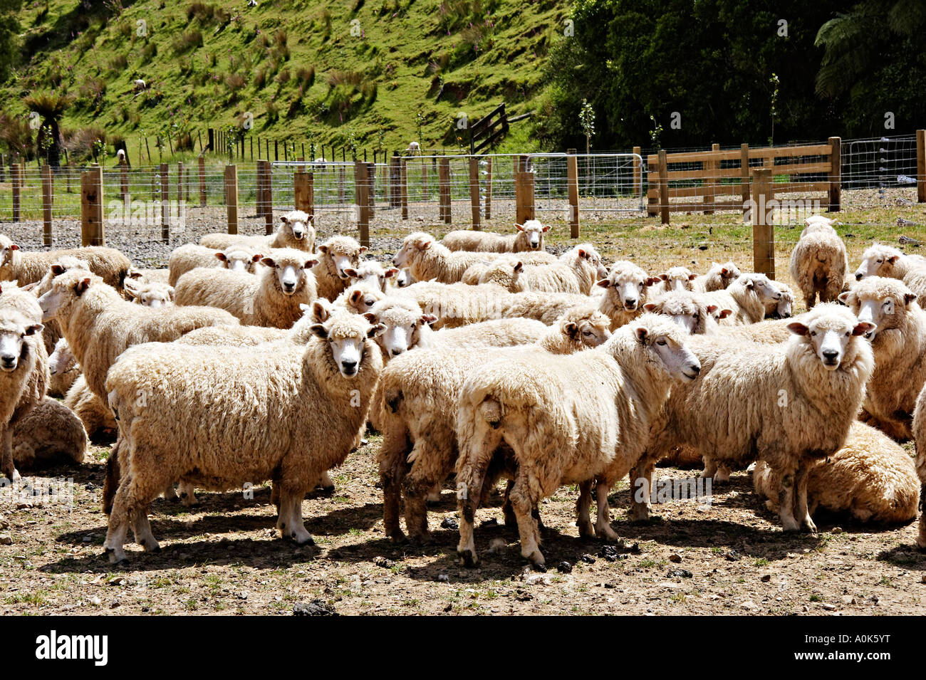 Sheep Shearing , North Island , New Zealand Stock Photo - Alamy