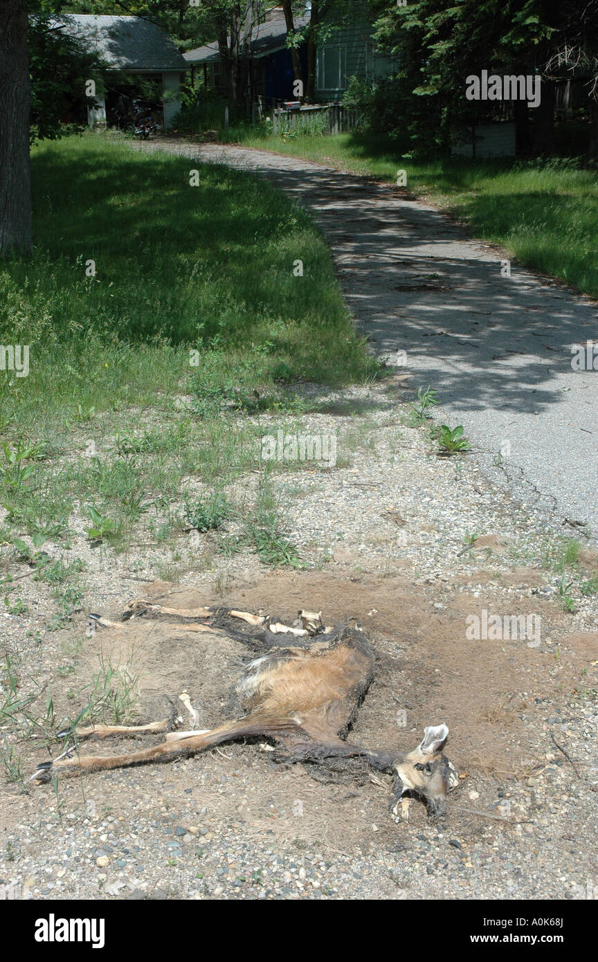 P31 307 Rotted Dear Carcass In Driveway Of Farm House Mt. Pleasant ...