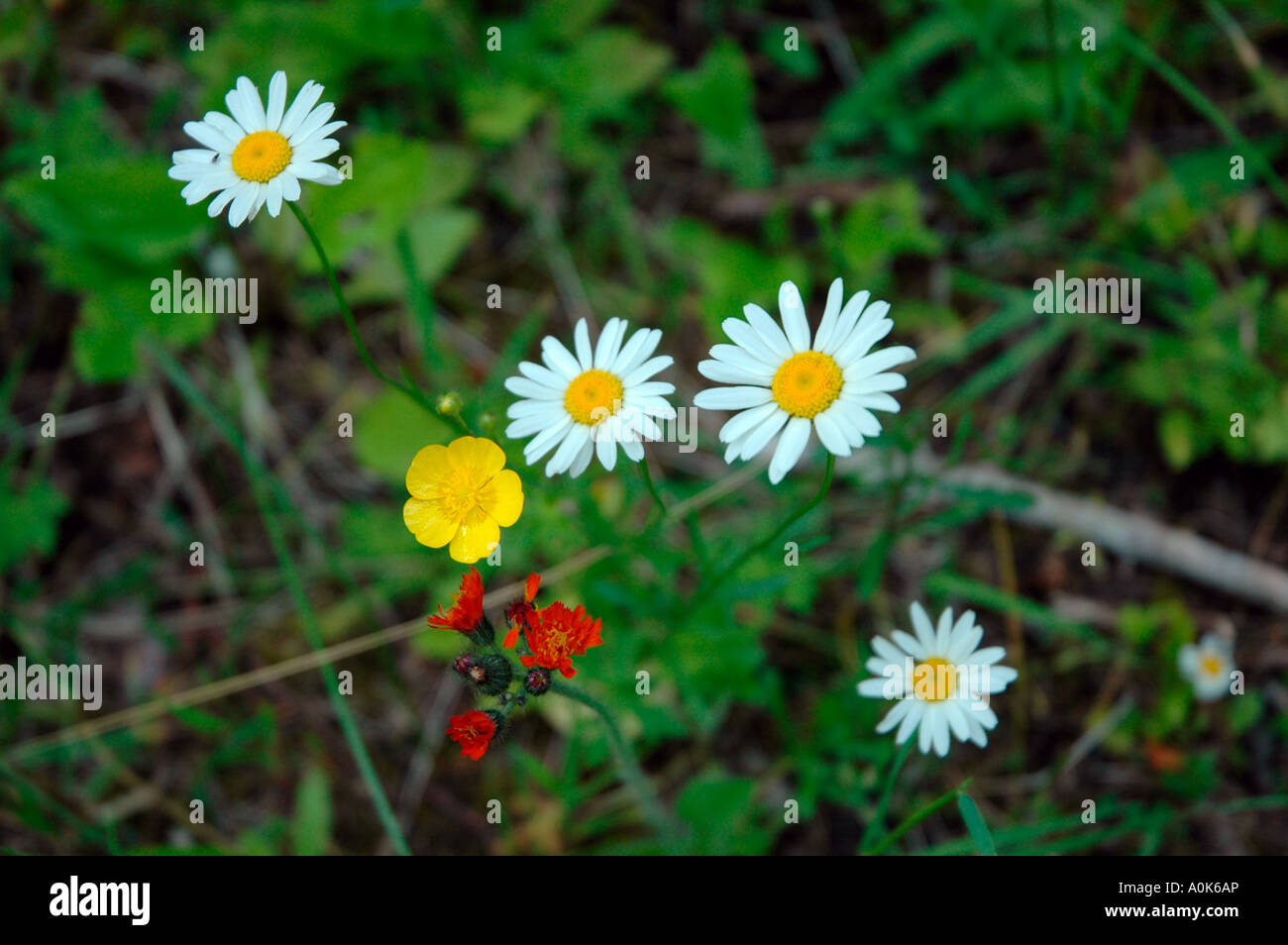 Wild Flowers on the Shingle Mill Pathway hiking trail in the Pigeon ...