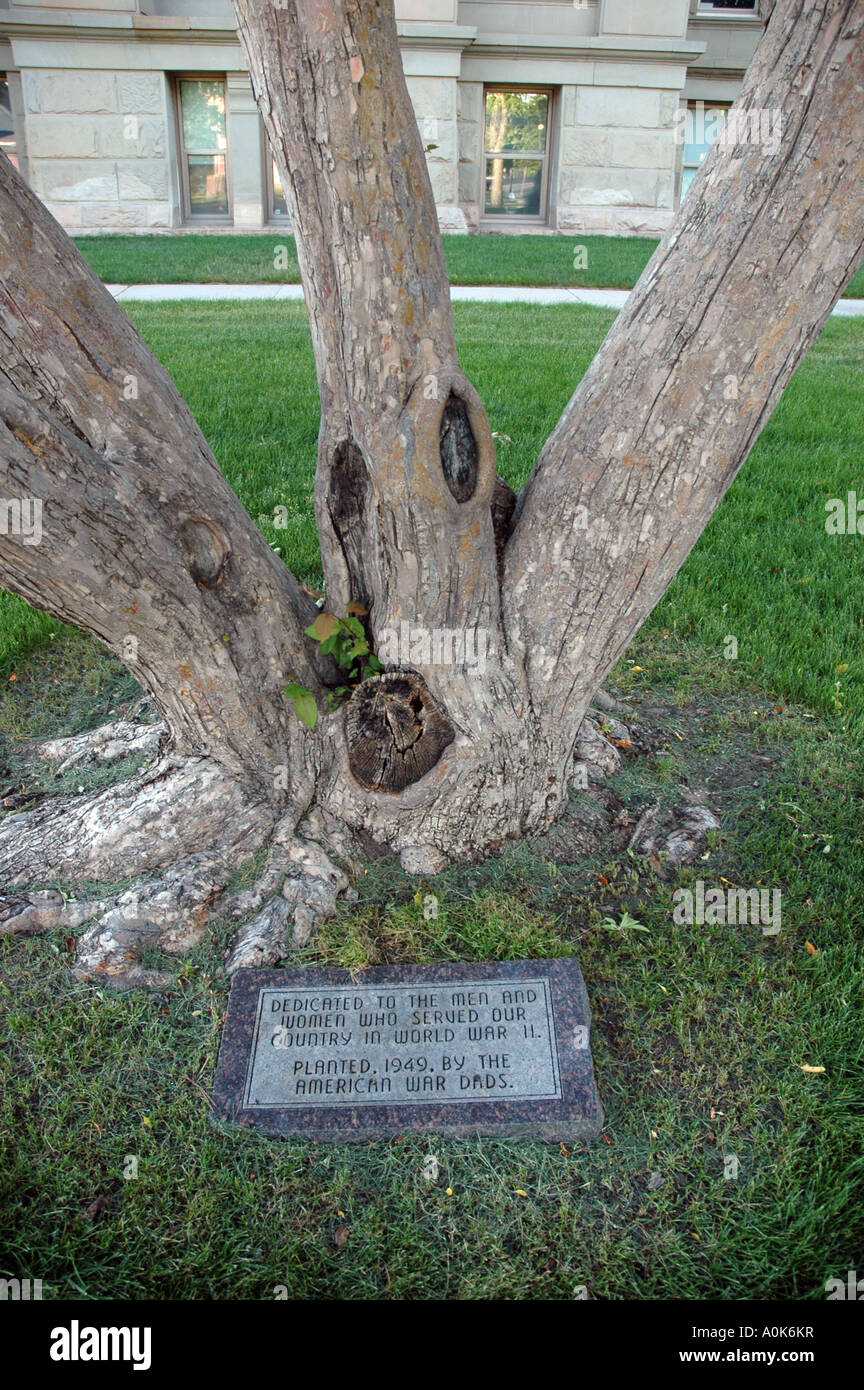 Plaque in front of tree dedicated to World War 2 WWII veterans on the ...